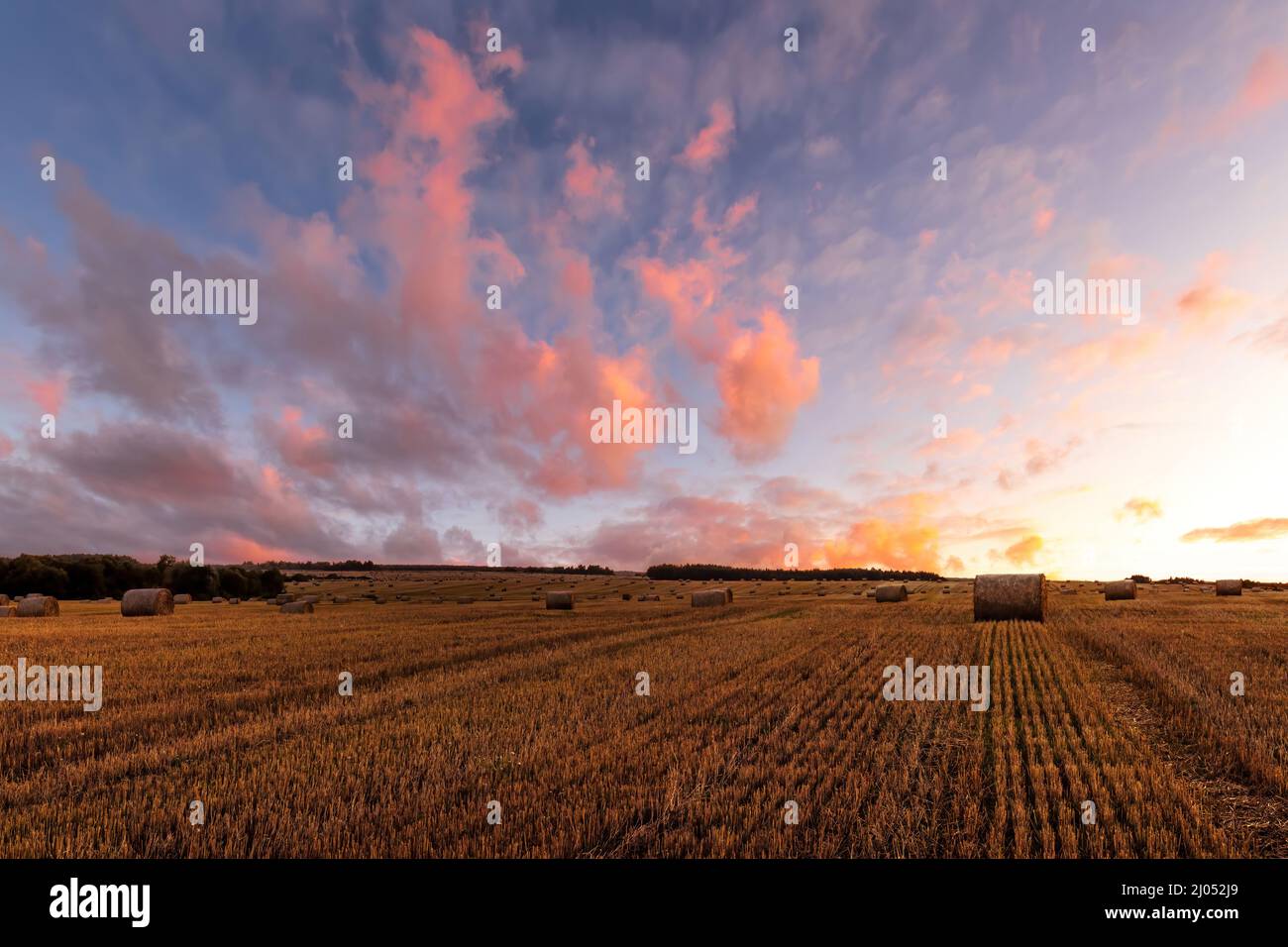 A field with golden haystacks with a cloudy sky at sunset or sunrise ...