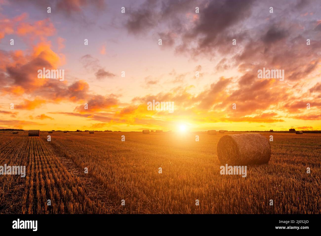 A field with golden haystacks with a cloudy sky at sunset or sunrise ...