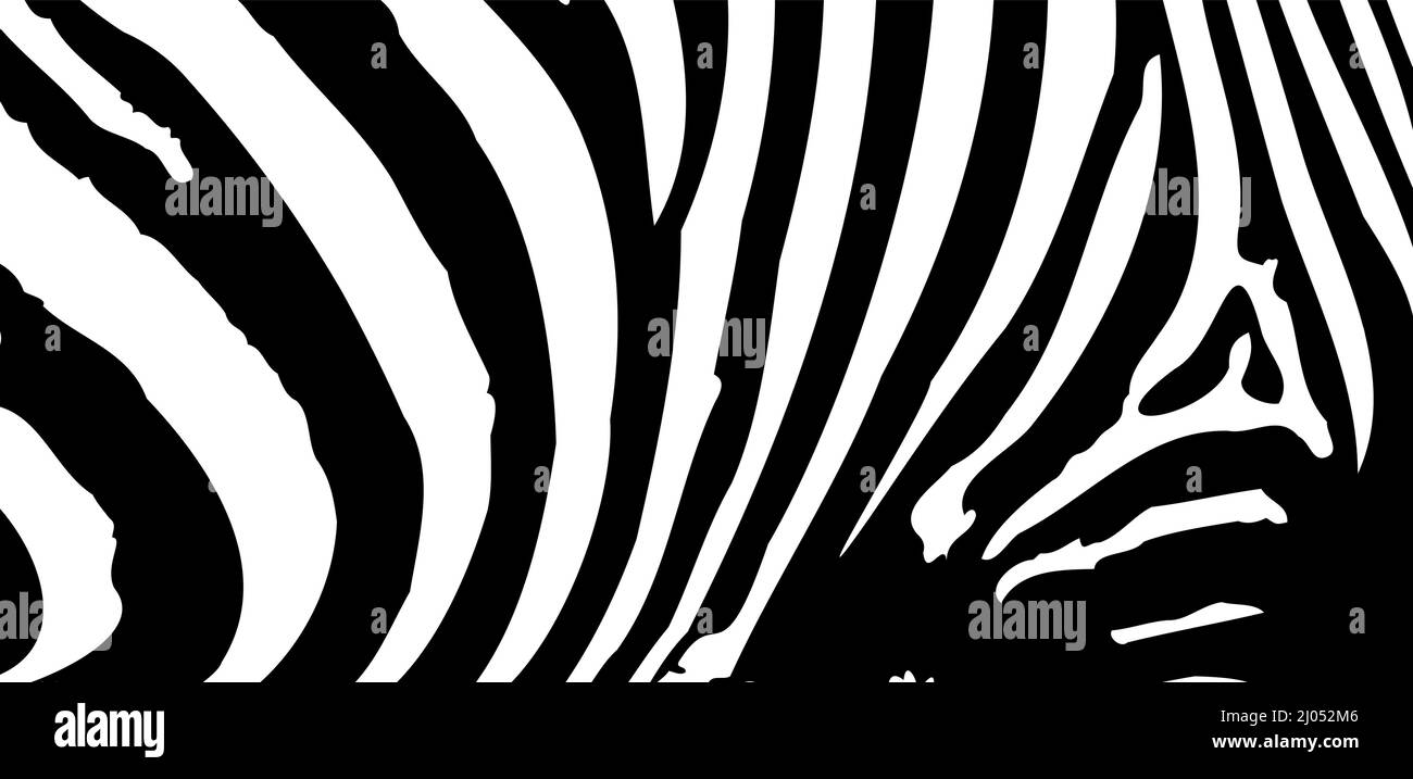 Zebra stripes background. Vector illustration Stock Vector Image & Art ...