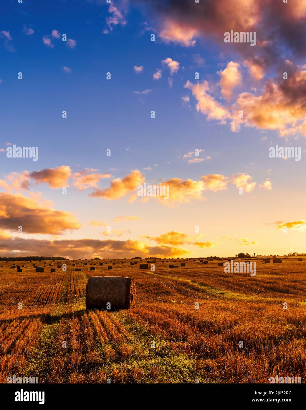 A field with golden haystacks with a cloudy sky at sunset or sunrise ...