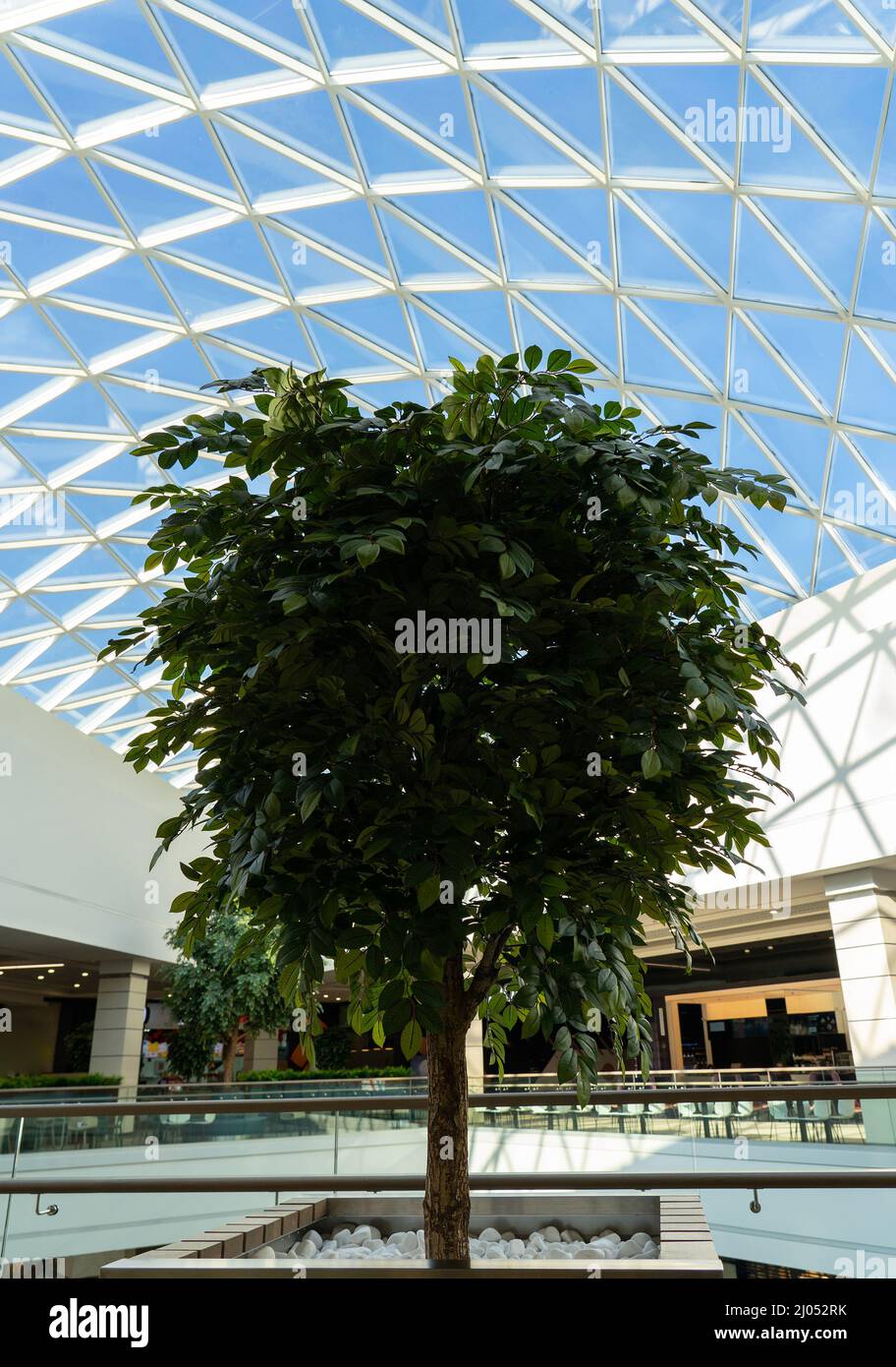 Green tree inside a big modern shoping mall. Glass roof, view from ...