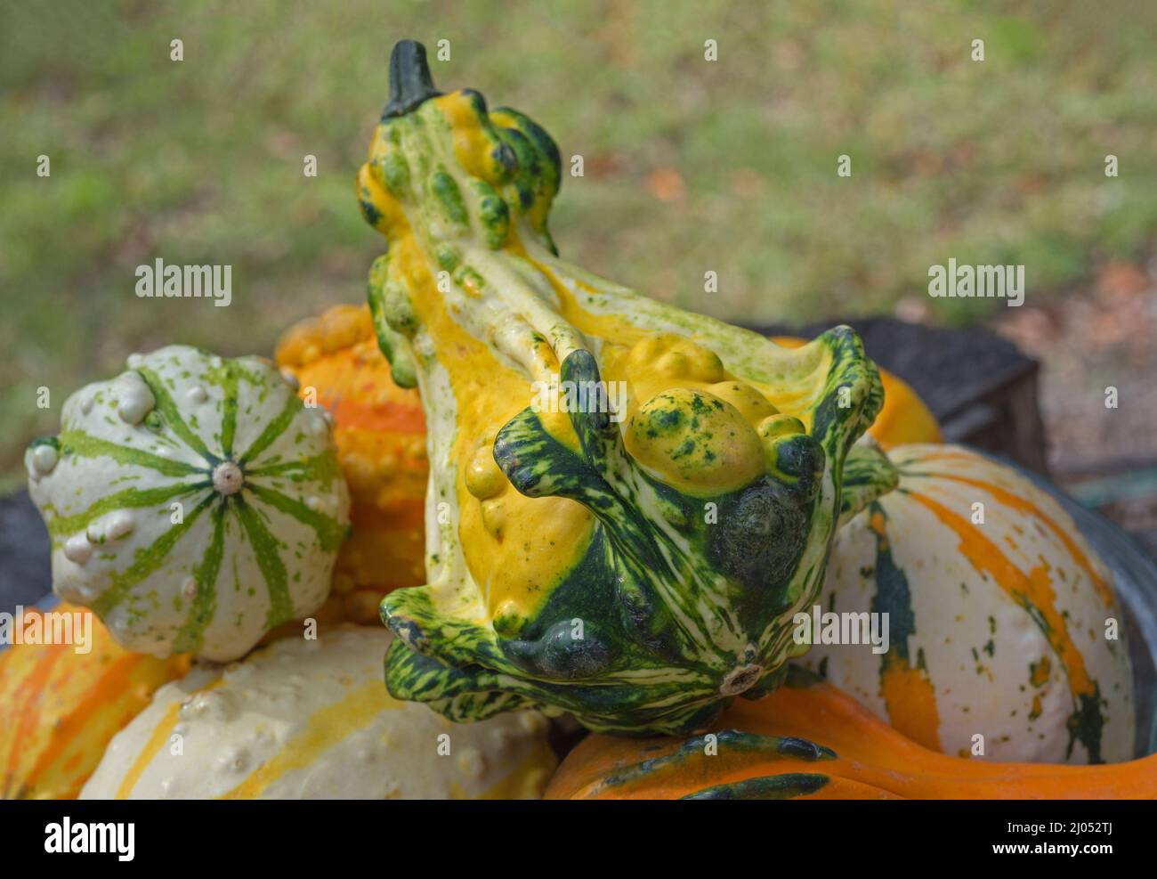 Ornamental and decorative gourds are unusually and beautifully formed ...