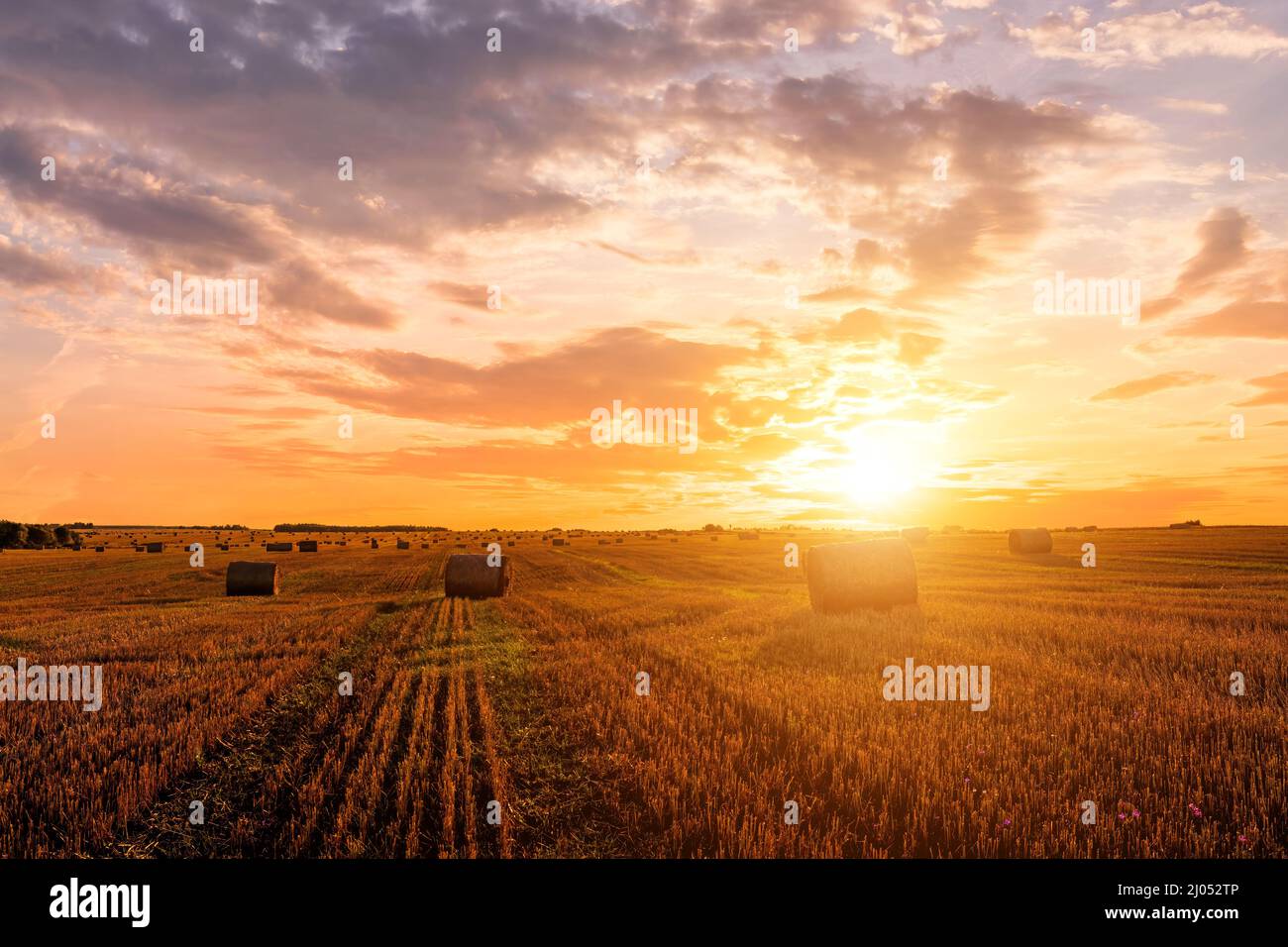 A field with golden haystacks with a cloudy sky at sunset or sunrise ...