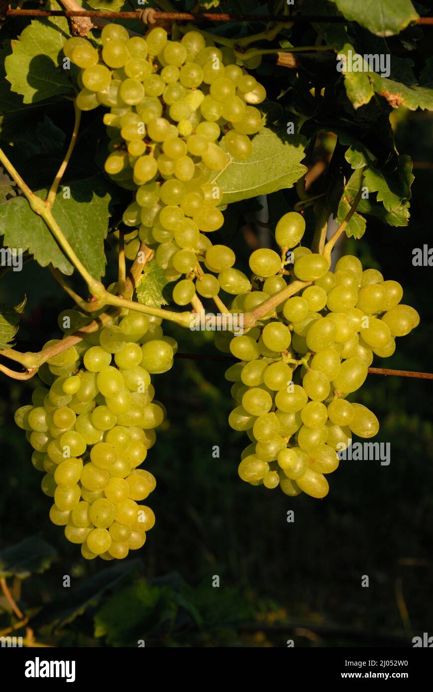 Green grapes india asia hi-res stock photography and images - Alamy