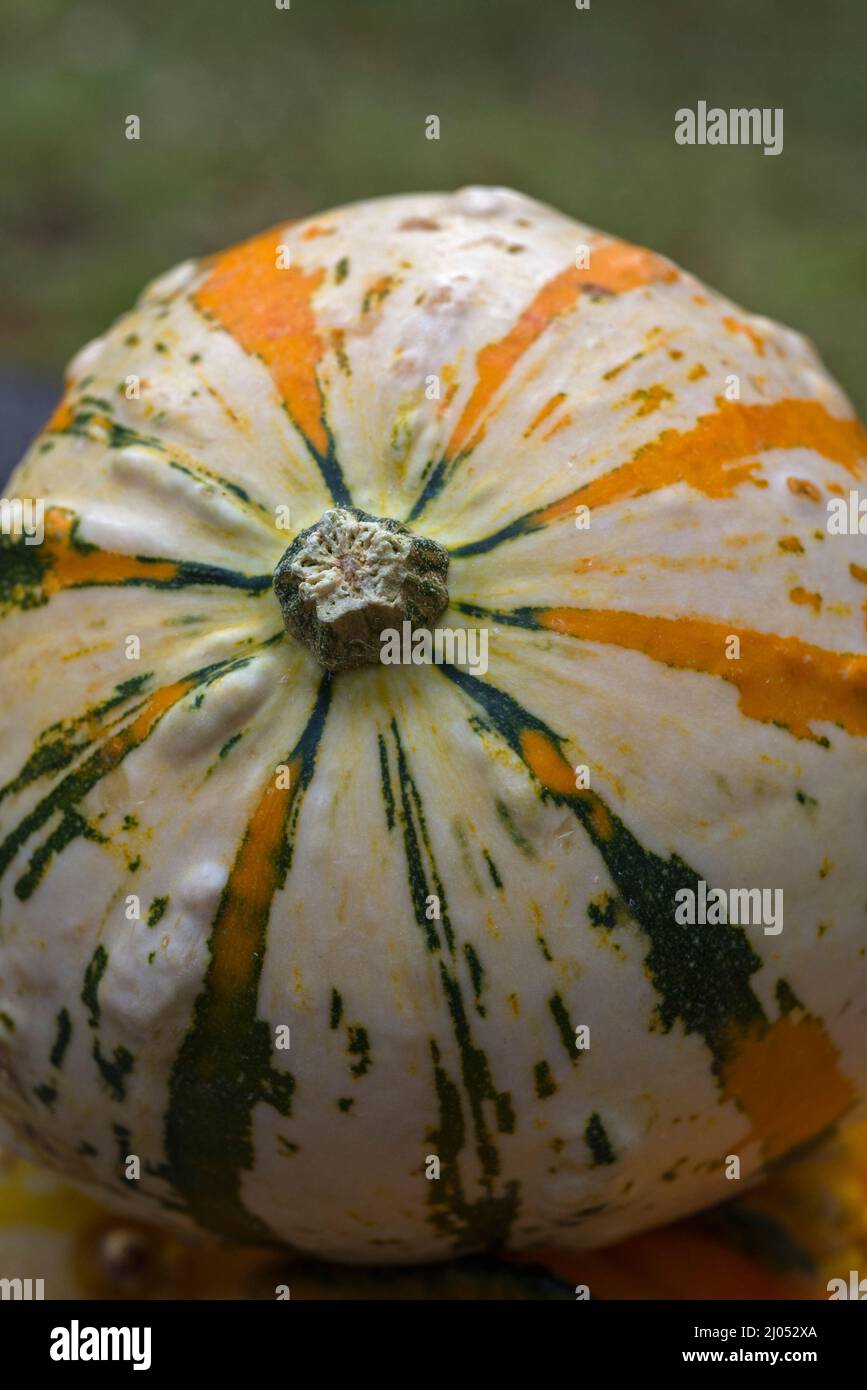 Ornamental and decorative gourds are unusually and beautifully formed ...