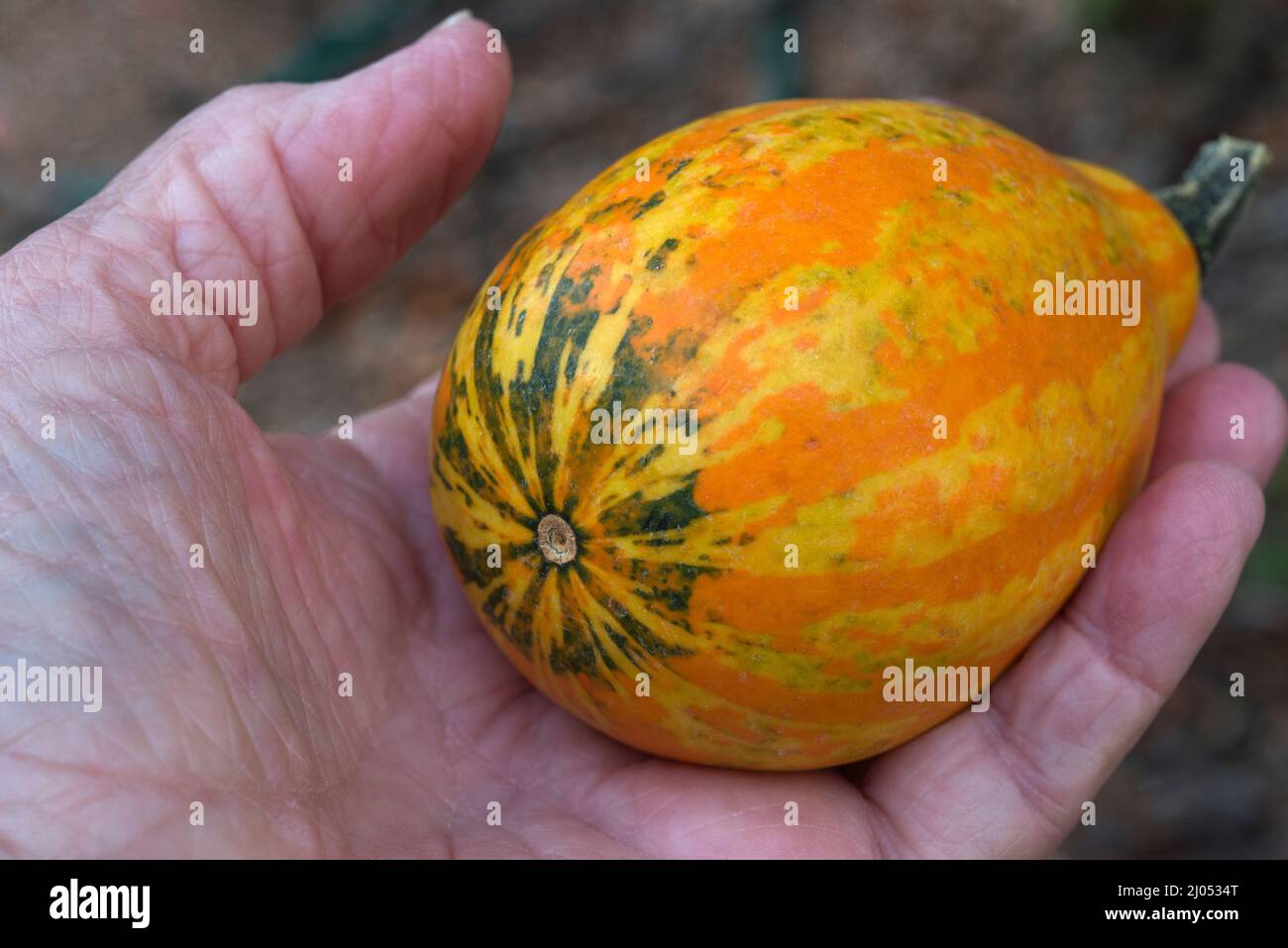 Ornamental and decorative gourds are unusually and beautifully formed ...