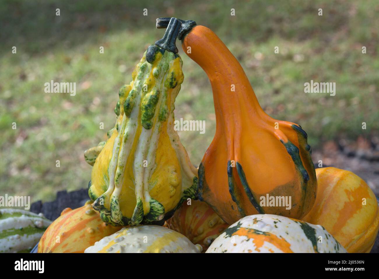 Ornamental and decorative gourds are unusually and beautifully formed ...