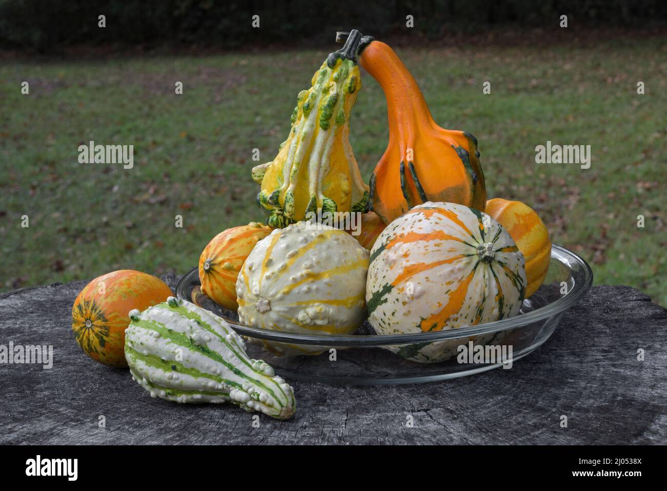 Ornamental and decorative gourds are unusually and beautifully formed ...