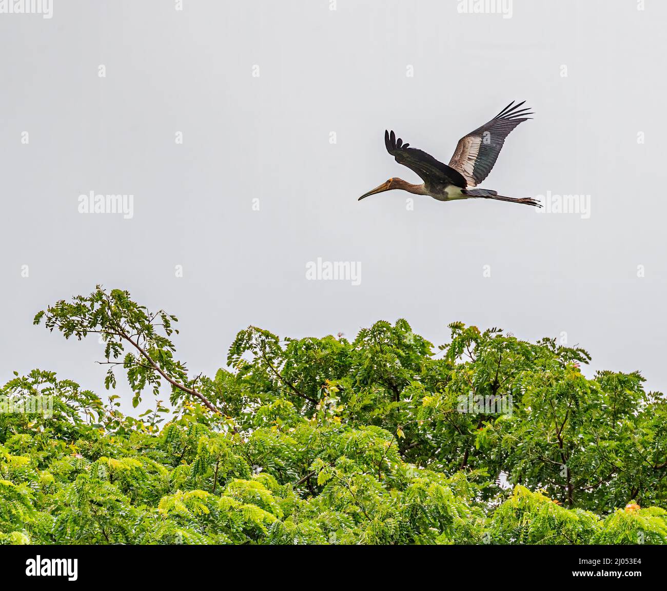 Asian openbill stork bird standing hi-res stock photography and images ...