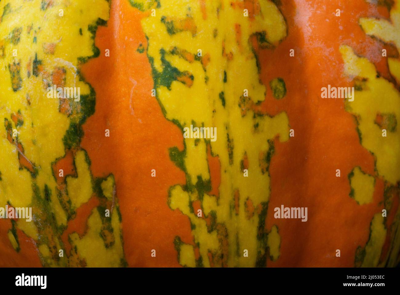 Ornamental and decorative gourds are unusually and beautifully formed ...