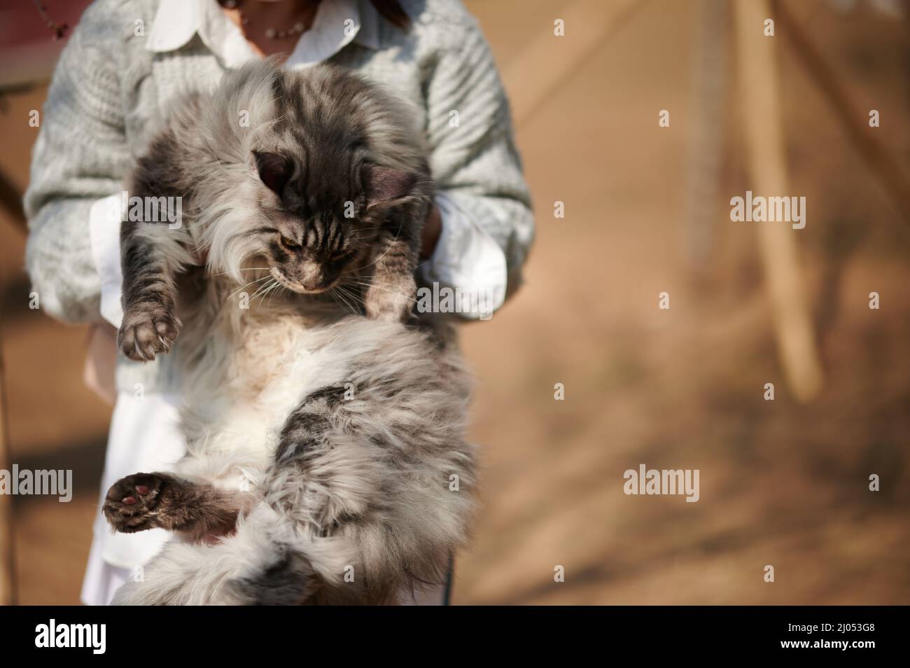 Closeup shot of the female holding a cute Maine Coon cat Stock Photo ...