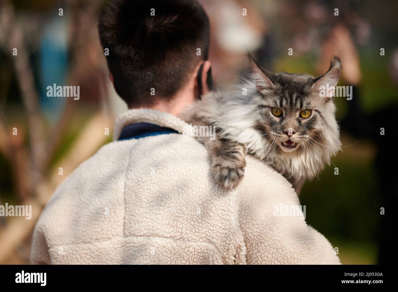 Closeup shot of the male holding a cute Maine Coon cat Stock Photo - Alamy