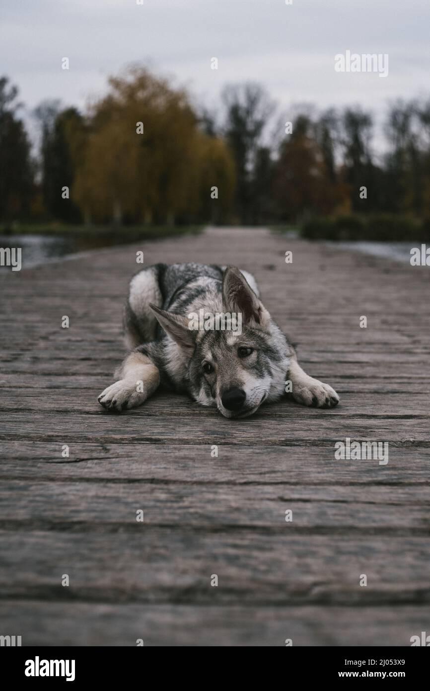 Selective of an adorable laika in a forest Stock Photo - Alamy