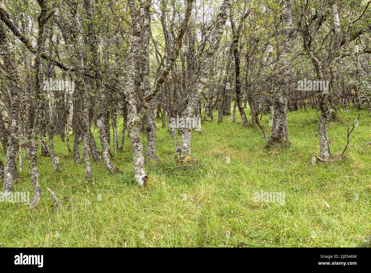 Northern europe birch not lake hi-res stock photography and images - Alamy