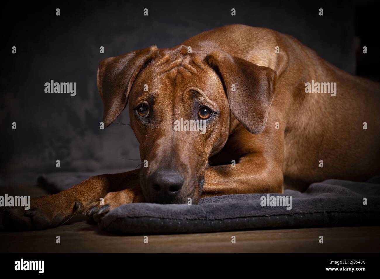 Brown Rhodesian Ridgeback dog lying on a bed Stock Photo - Alamy