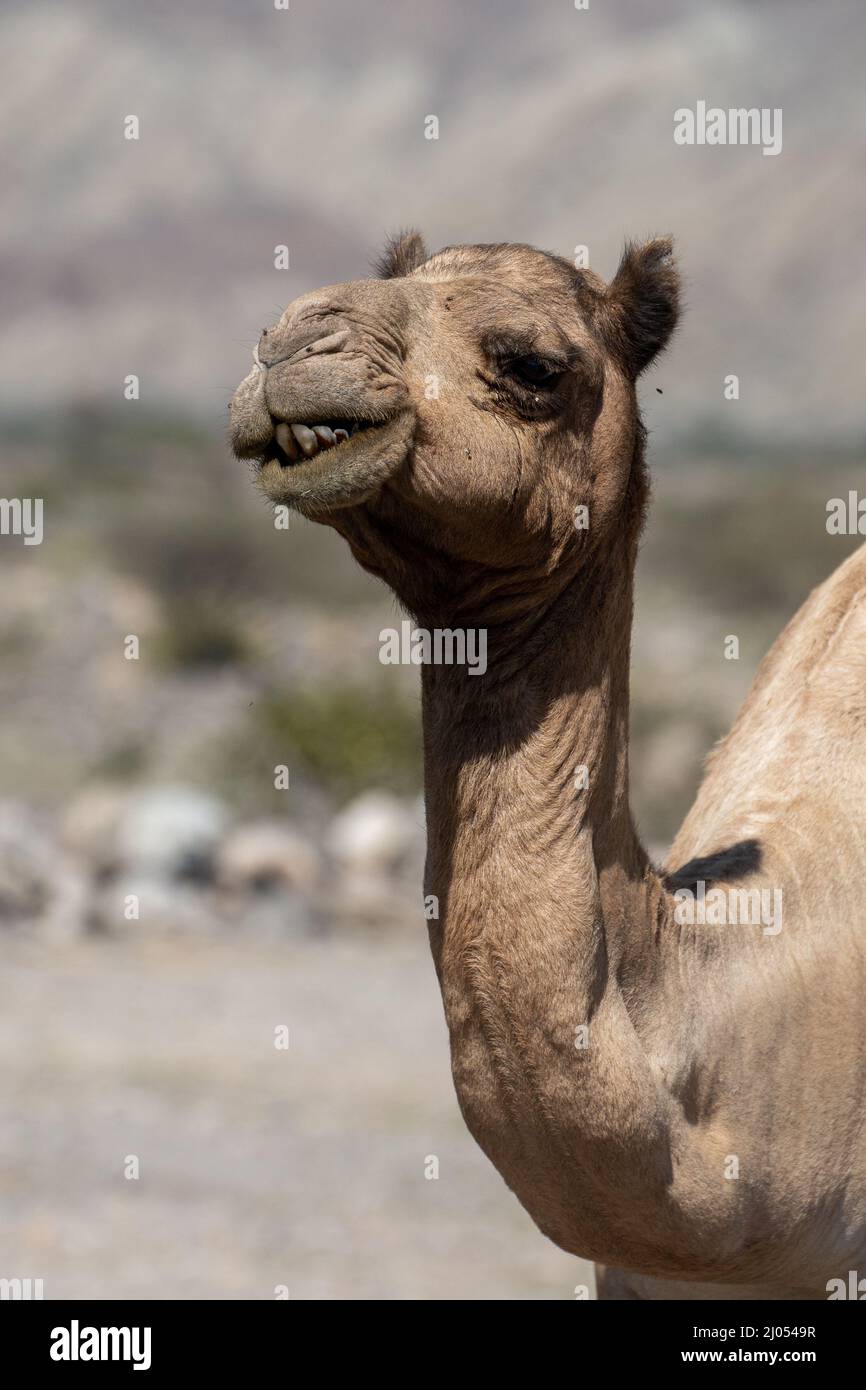 Shallow focus of a portrait of a Dromedary Animal, also known as ...