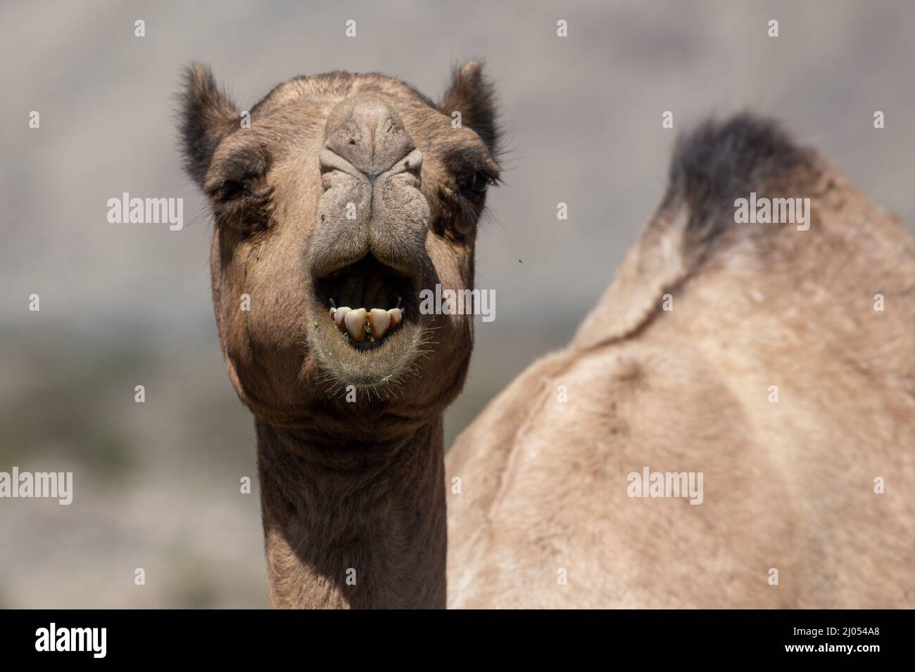 Shallow focus of a portrait of a Dromedary Animal, also known as ...