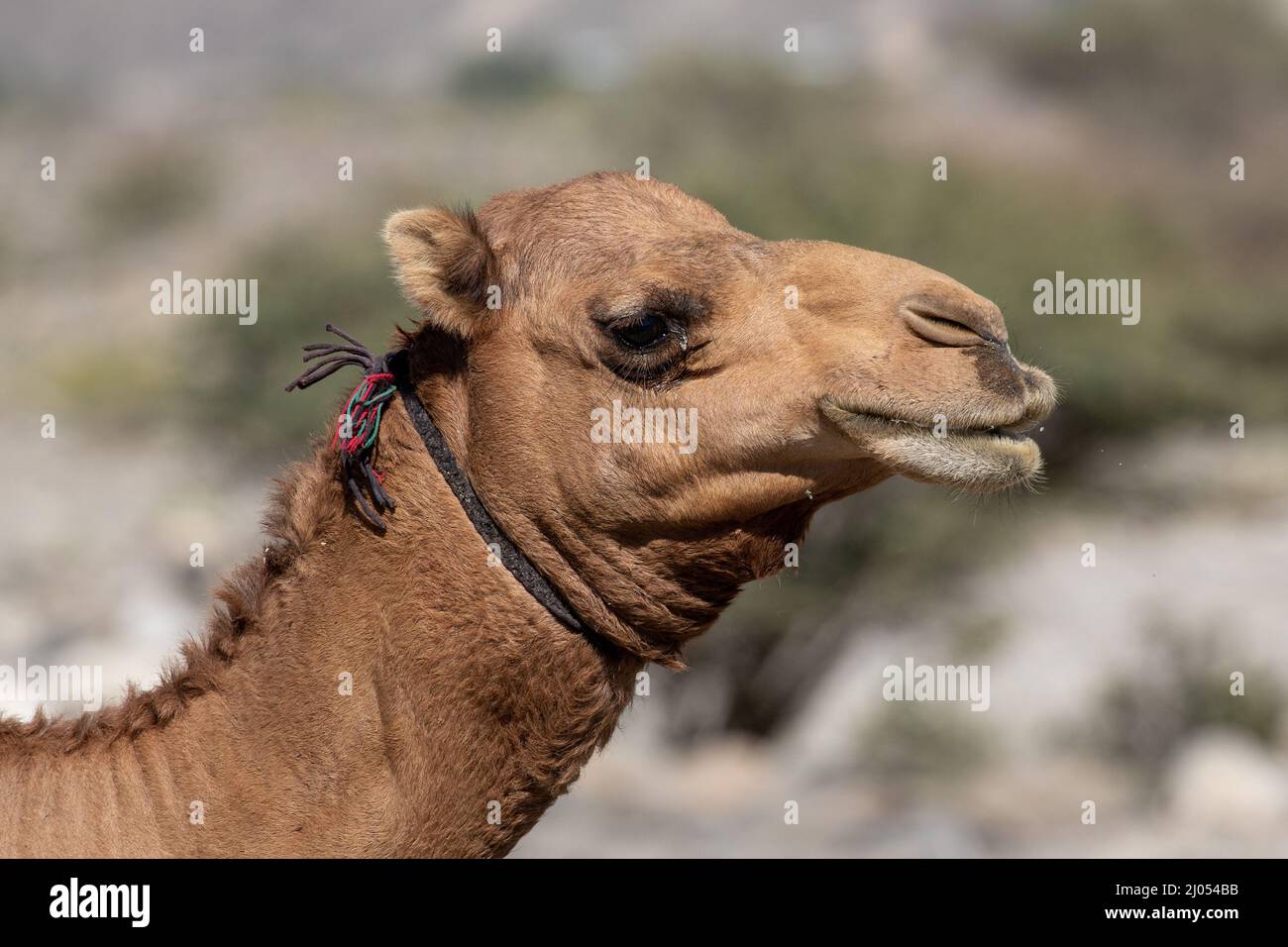 Shallow focus of a portrait of a Dromedary Animal, also known as ...