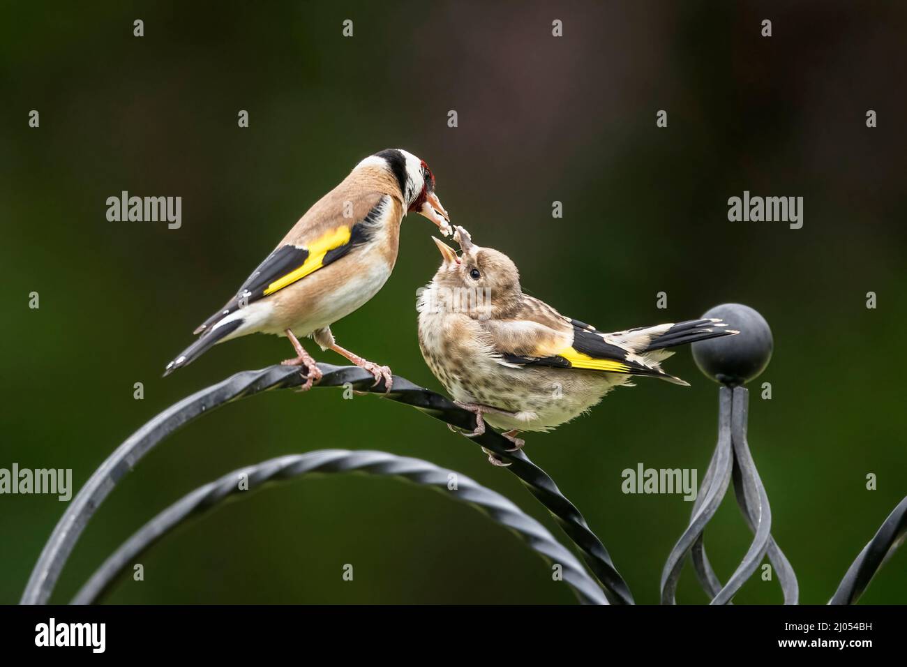 Goldfinch feeding chick on garden feeder Stock Photo - Alamy