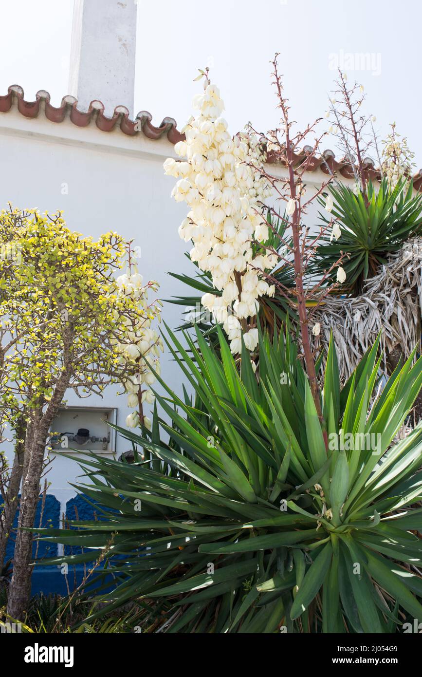 Yucca filamentosa, Adam needle, with panicles of white bell-shaped ...