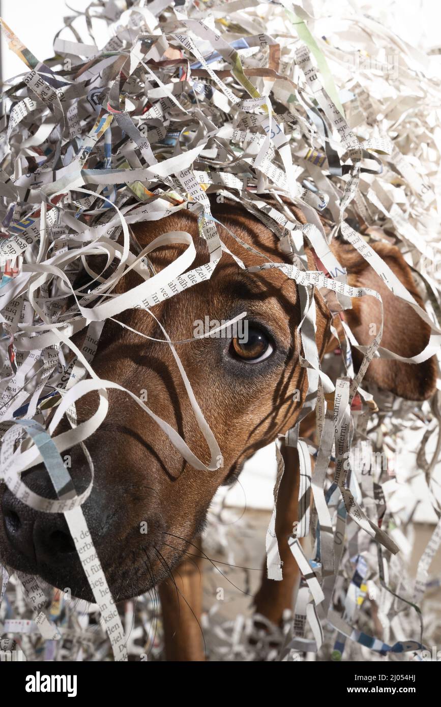 Brown Rhodesian Ridgeback dog with white confetti Stock Photo - Alamy