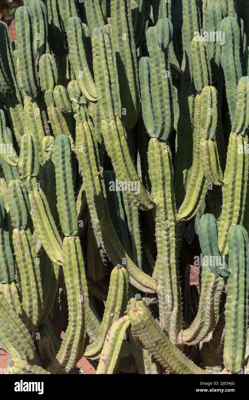 Detailed view of green cactus plant, texture and plant body, typical in ...
