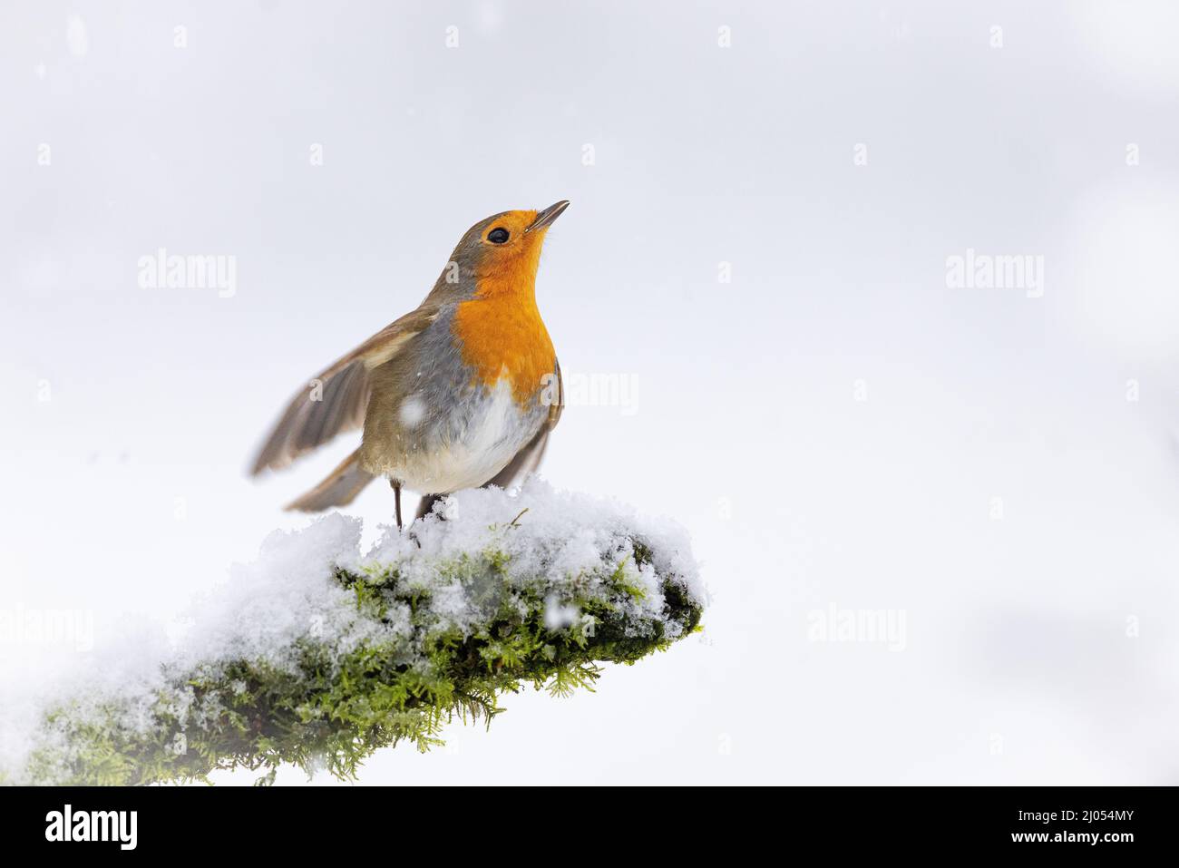 Beautiful Robin enjoying the snow Stock Photo - Alamy