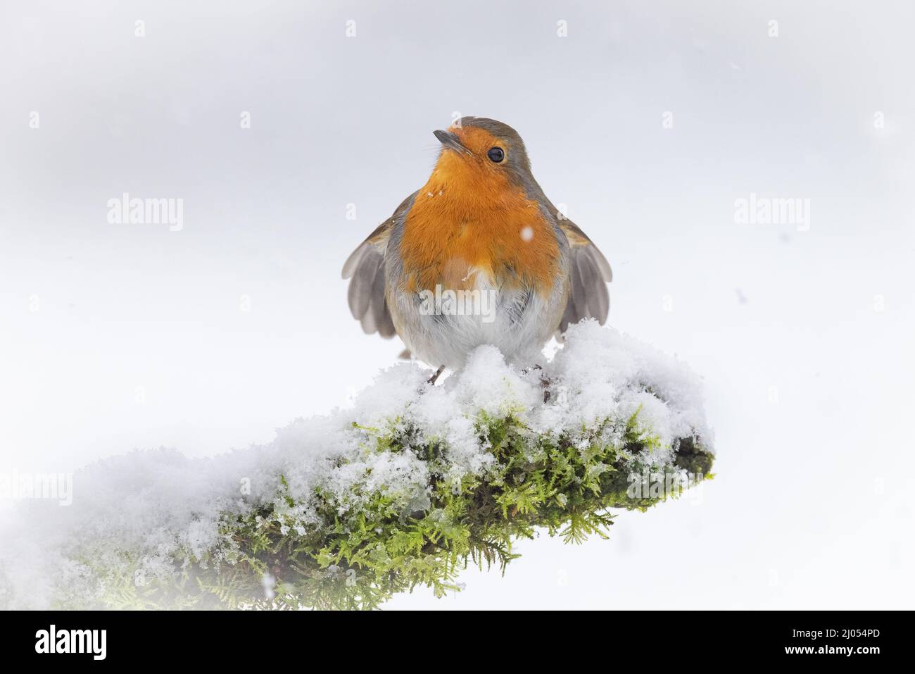 Beautiful robin hi-res stock photography and images - Alamy