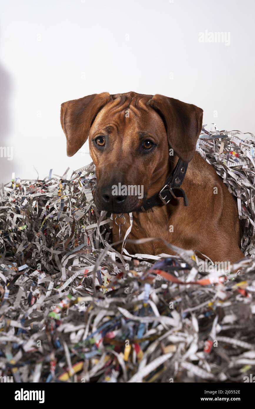 Dog with confetti hi-res stock photography and images - Alamy