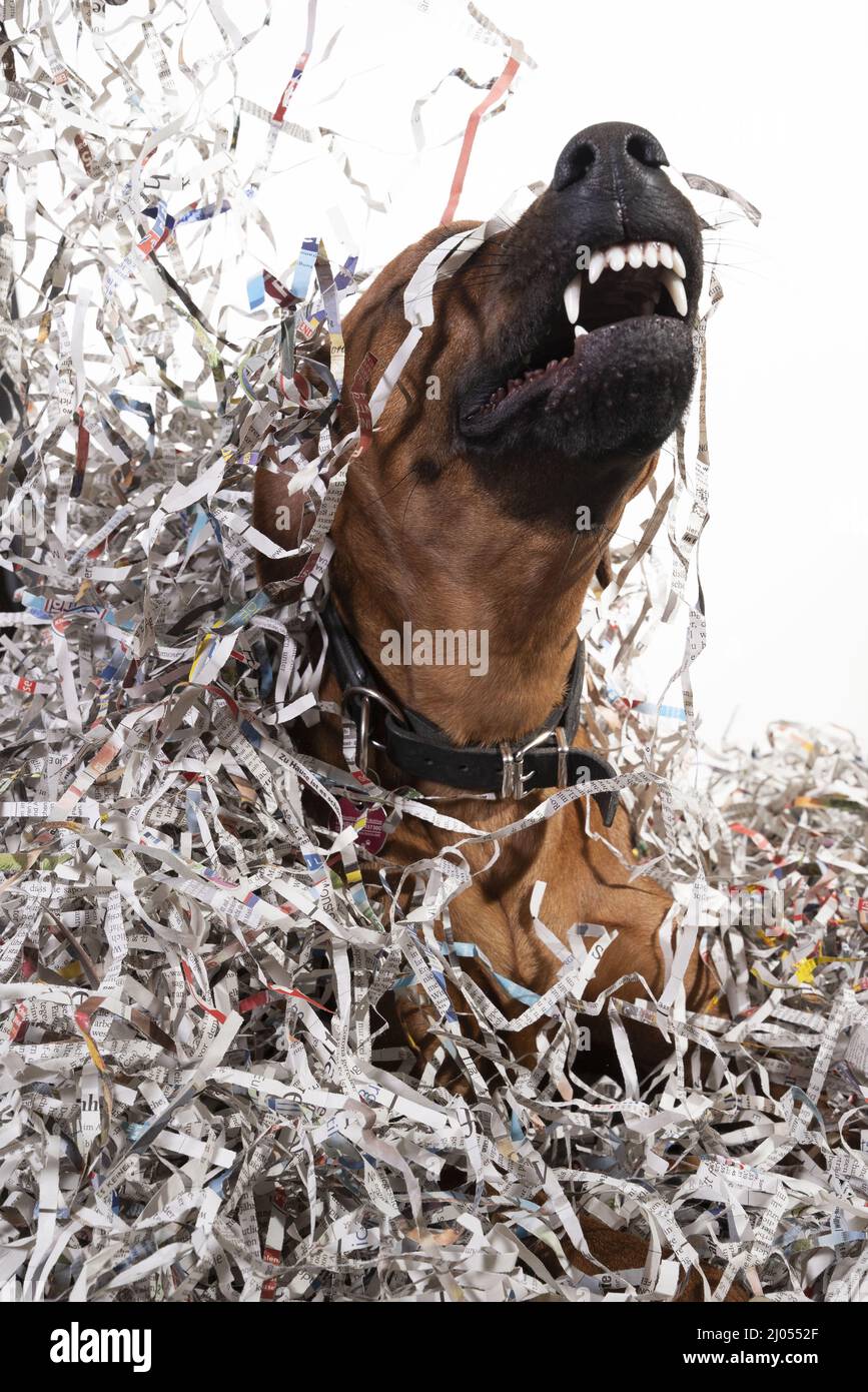 Dog with confetti hi-res stock photography and images - Alamy