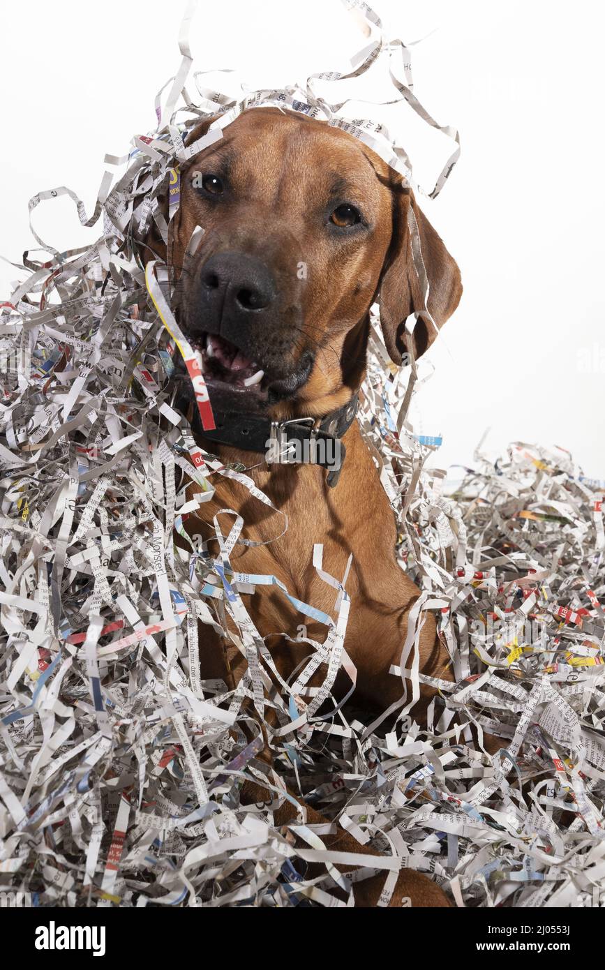 Dog with confetti hi-res stock photography and images - Alamy