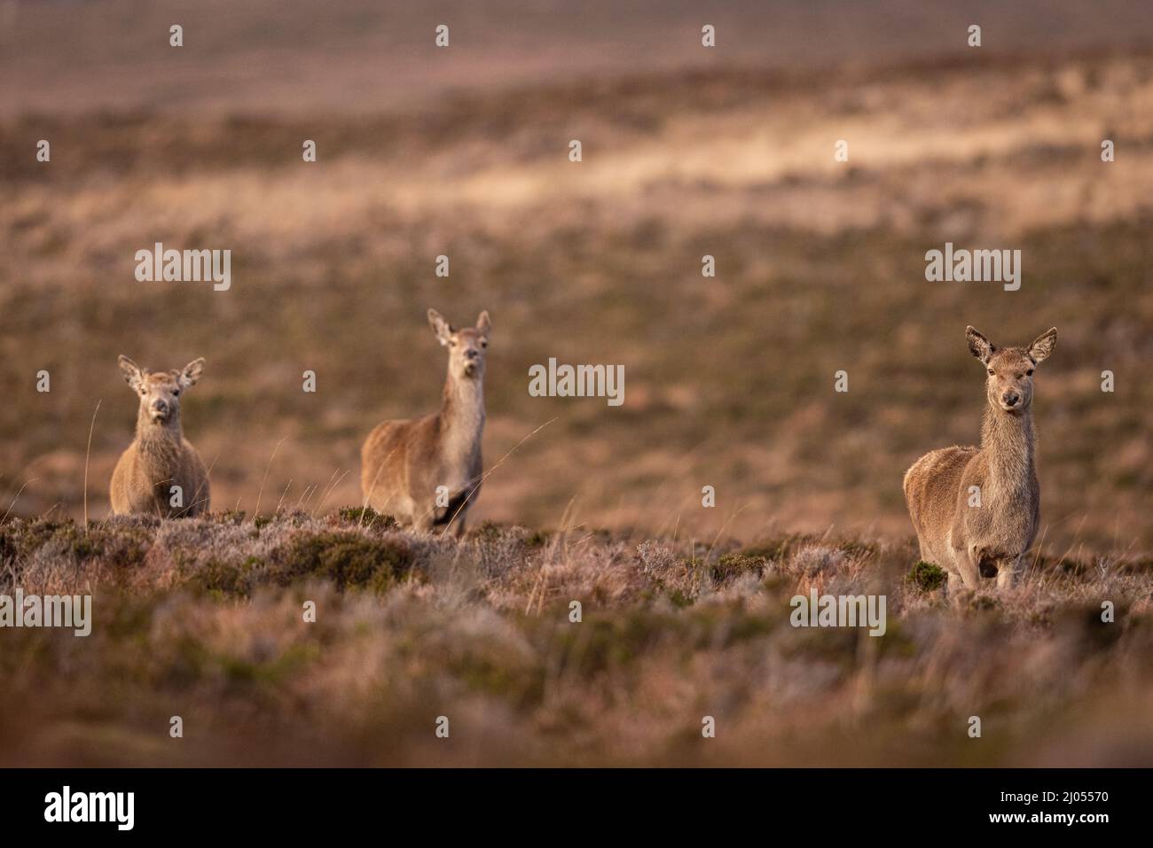 Red Deer hinds in the Scottish Highlands Stock Photo - Alamy
