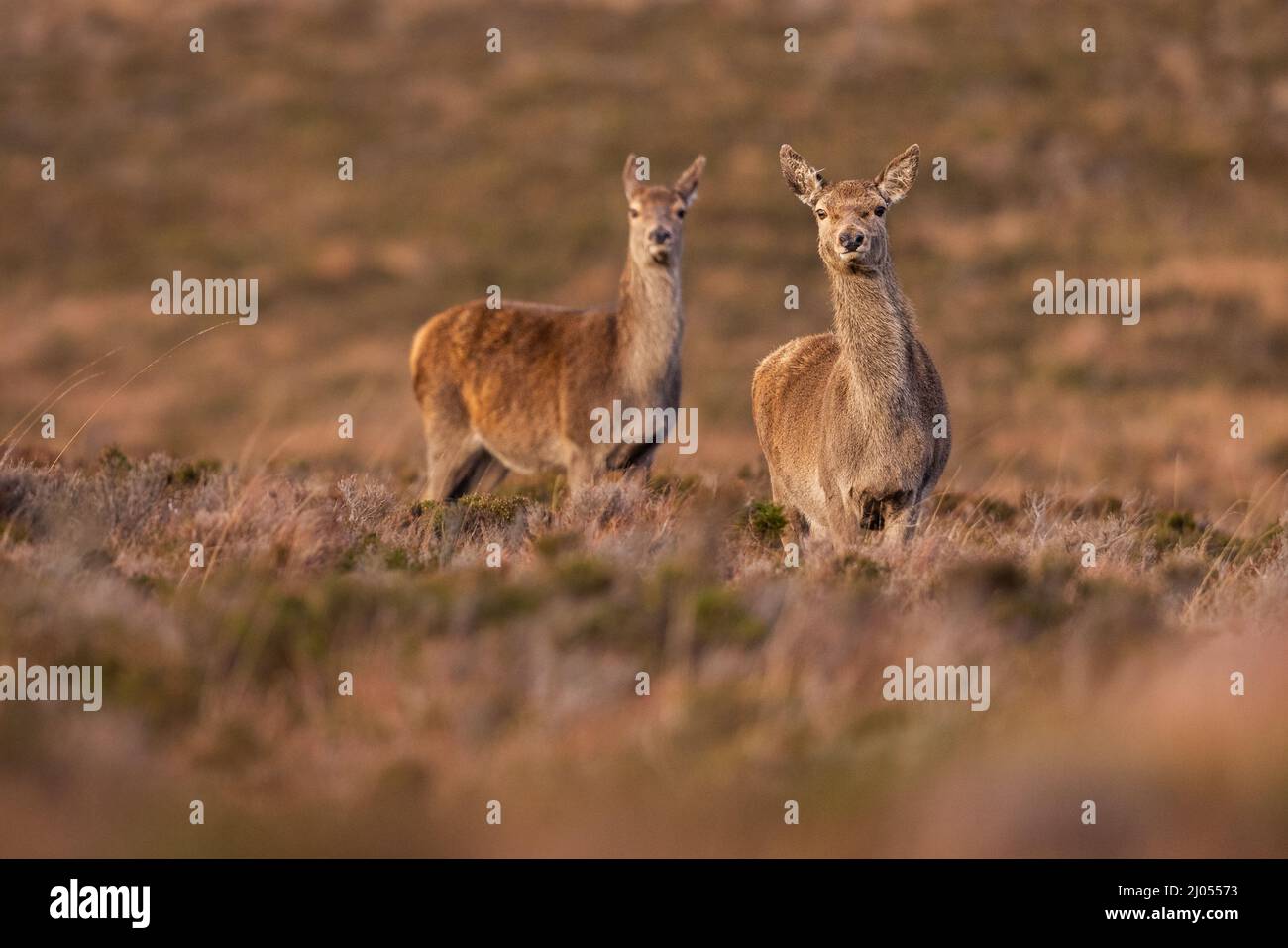 Red Deer hinds in the Scottish Highlands Stock Photo - Alamy