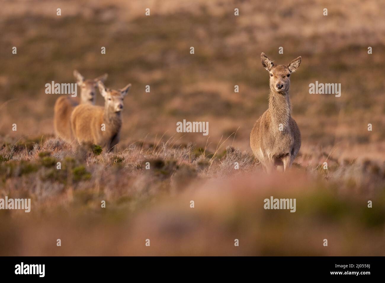 Red Deer hinds in the Scottish Highlands Stock Photo - Alamy