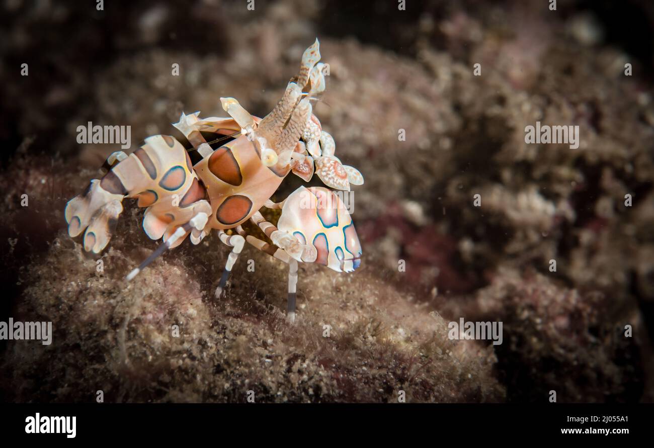 A rare harlequin shrimp (Hymenocera elegans) on the Batu Merah divesite ...