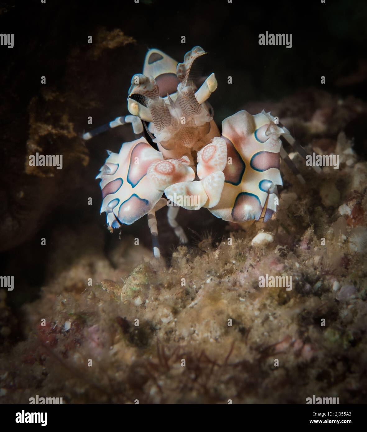 A rare harlequin shrimp (Hymenocera elegans) on the Batu Merah divesite ...