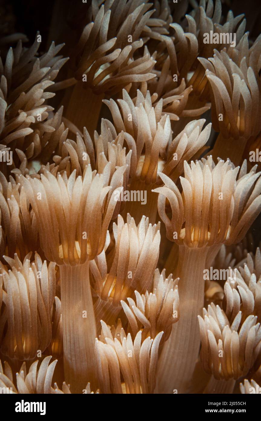 Corals fungus hi-res stock photography and images - Alamy