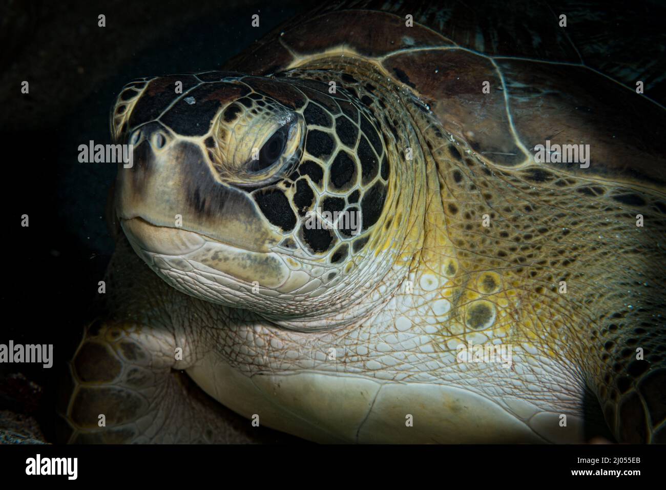 Green sea turtles dutch caribbean hi-res stock photography and images ...