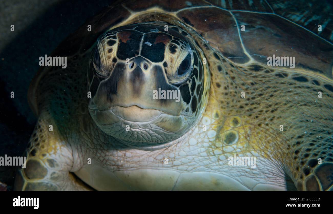 Green sea turtles dutch caribbean hi-res stock photography and images ...