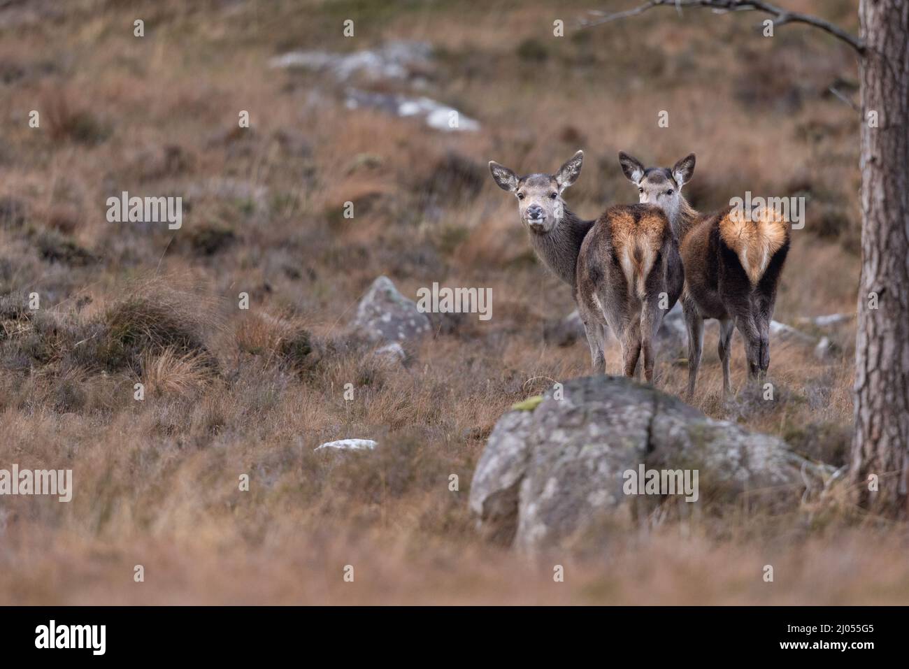 Red Deer hinds in the Scottish Highlands Stock Photo - Alamy
