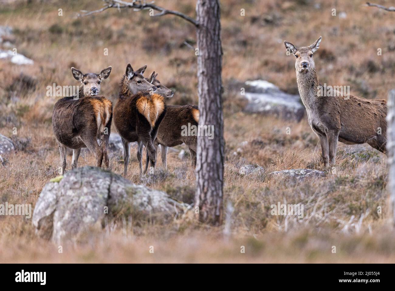 Red Deer hinds in the Scottish Highlands Stock Photo - Alamy