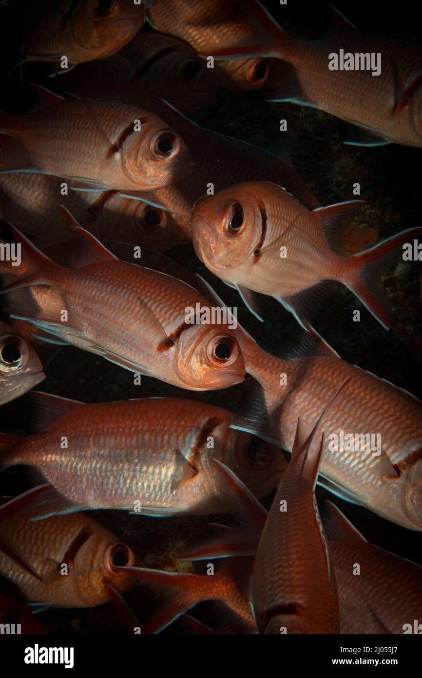 Blackbar soldierfish (Myripristis jacobus) on the reef off the Dutch ...