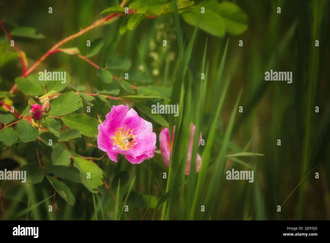 Purple flower with pistons hi-res stock photography and images - Alamy
