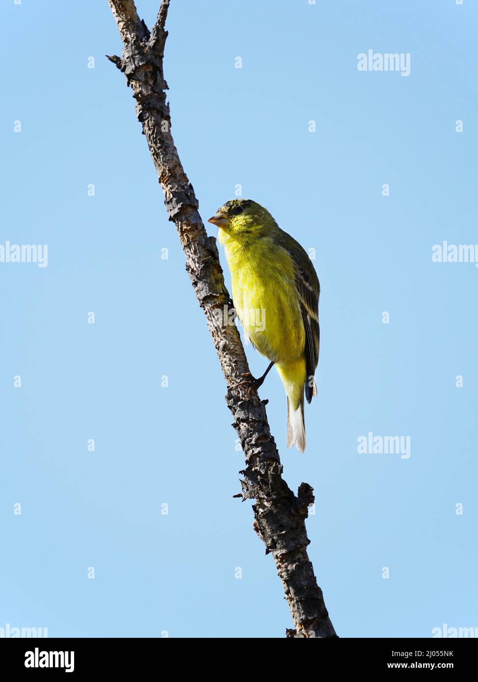 Lesser Goldfinch or Dark-backed Goldfinch clinging to a vertical branch ...