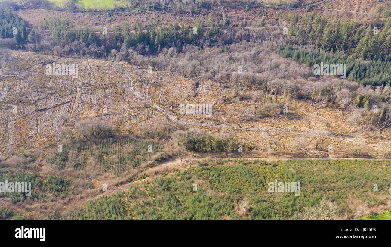 Brechfa forest, wales hi-res stock photography and images - Alamy