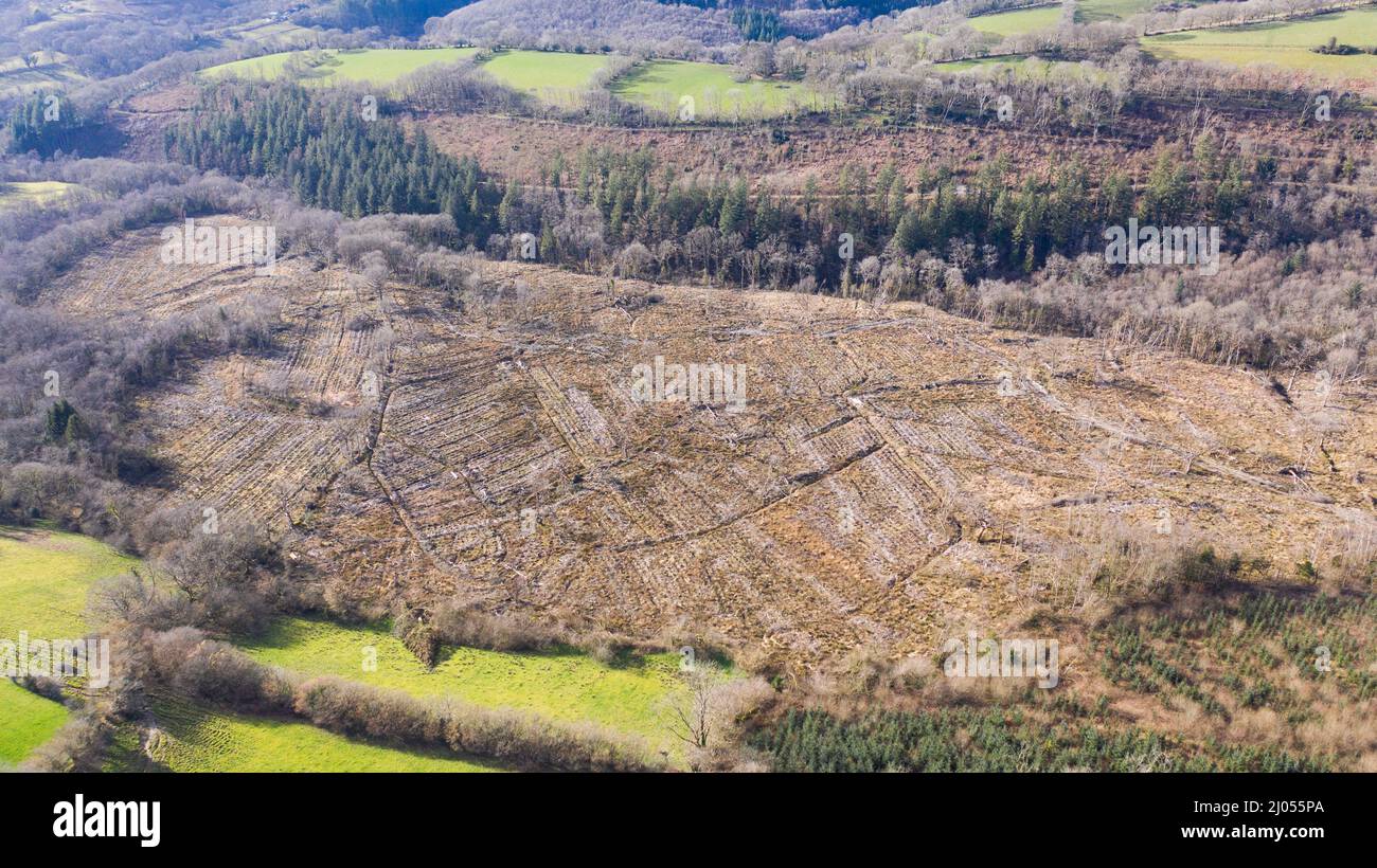 Aerial view of clearfell and replanted areas of conifer forestry, Afon ...