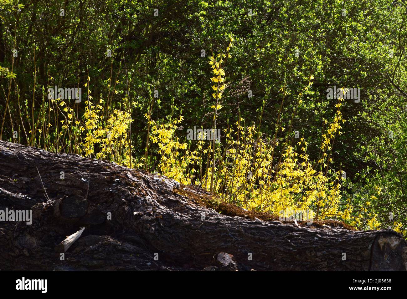 Fallen tree with yellow forsythia plant in the forest Stock Photo - Alamy