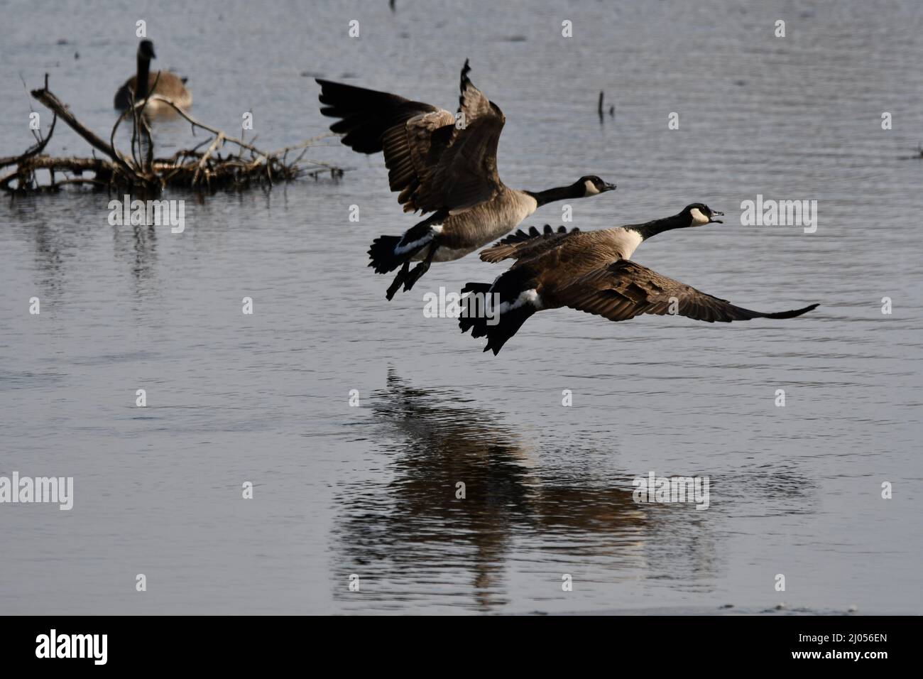 Canada Geese flying over the Pymatuning Lake Stock Photo - Alamy