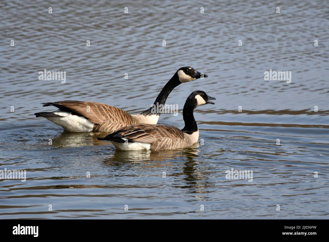 Canada Geese floating on Pymatuning Lake Stock Photo - Alamy
