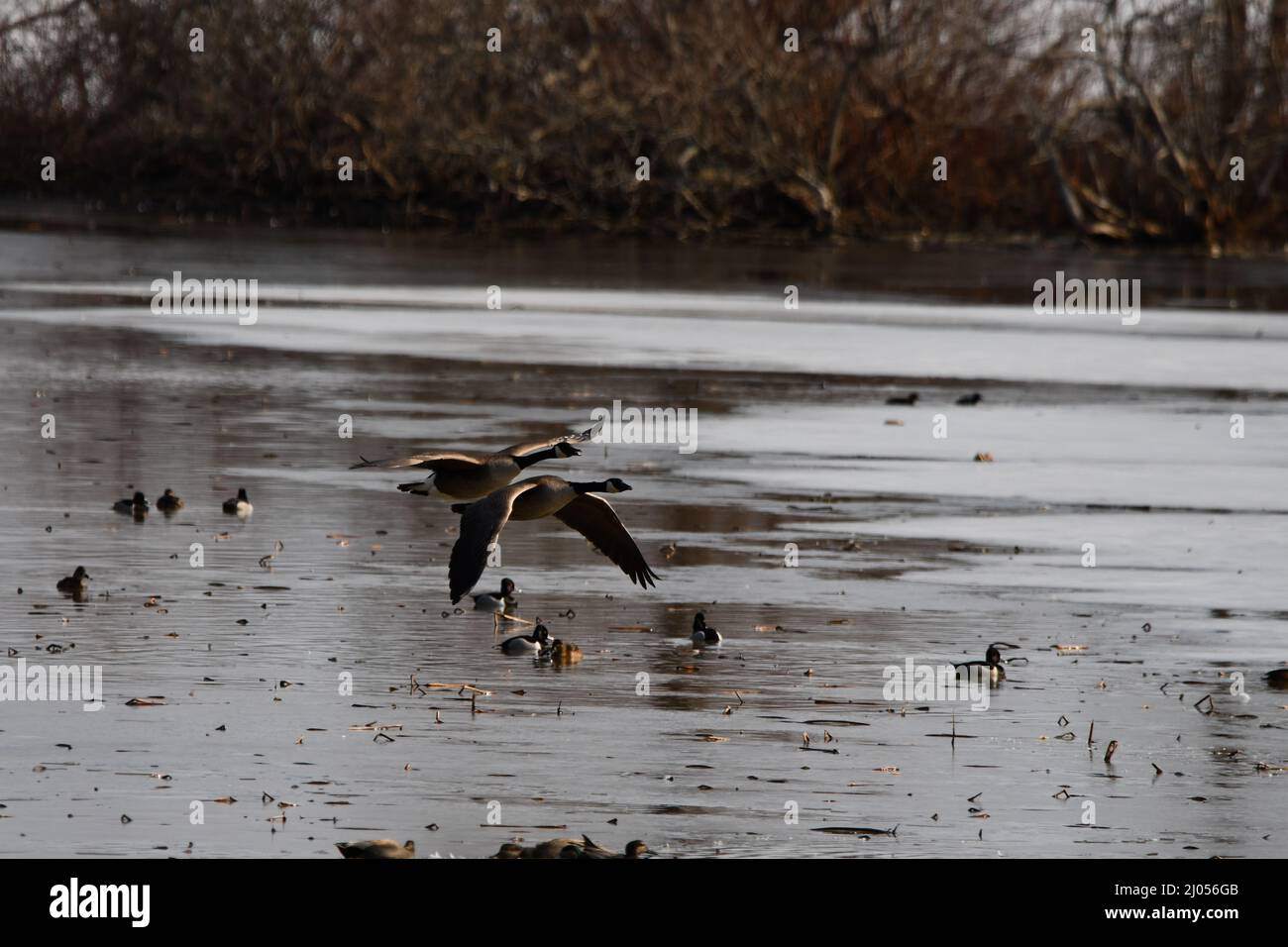 Canada Geese flying over the Pymatuning Lake Stock Photo - Alamy